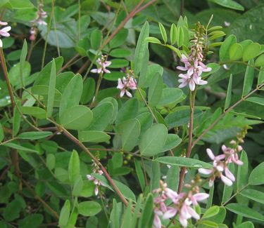 Indigofera amblyantha - Tree - Chinese Indigo, Chinese Bush Indigo ...